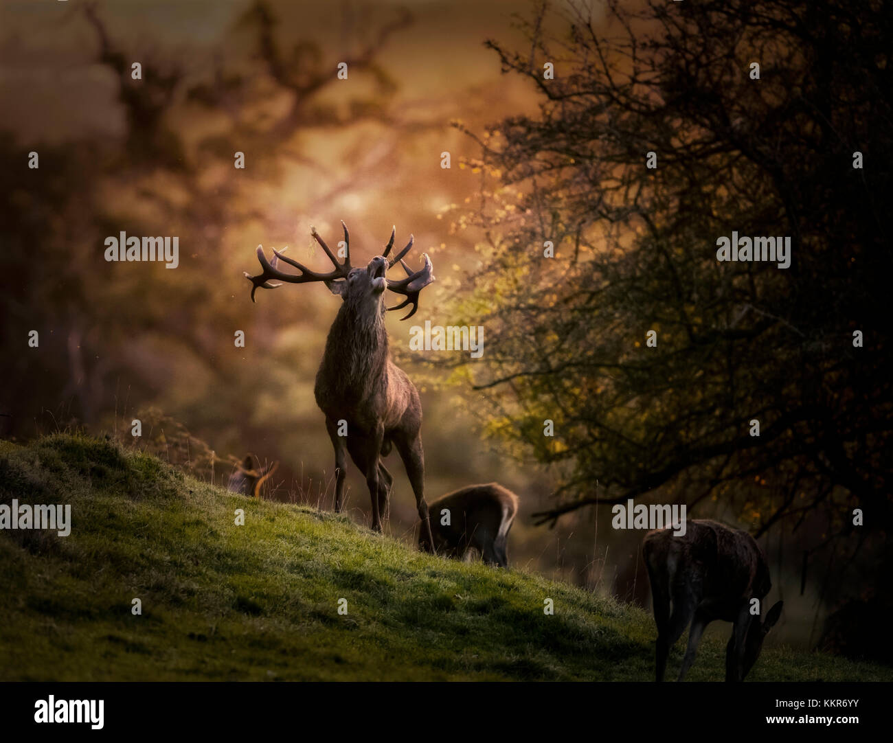 Magestic hi-res stock photography and images - Alamy