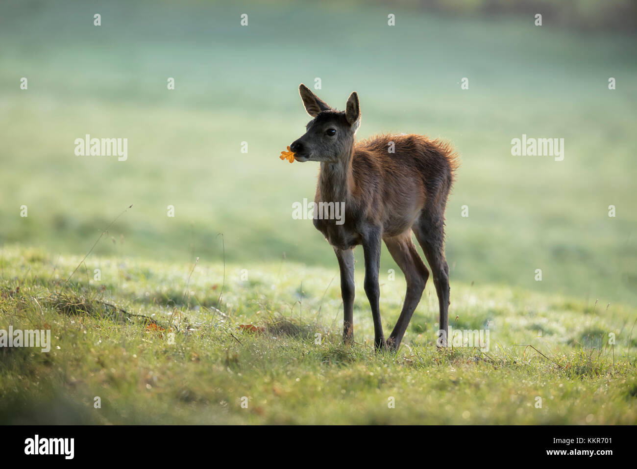 Young baby red deer with leaf in the mouth hi-res stock photography and ...