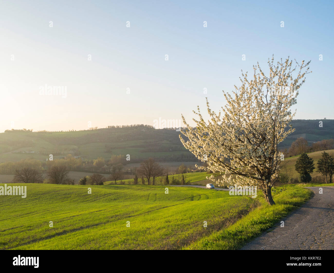 Italy, Umbria, Peach tree at sunset Stock Photo - Alamy