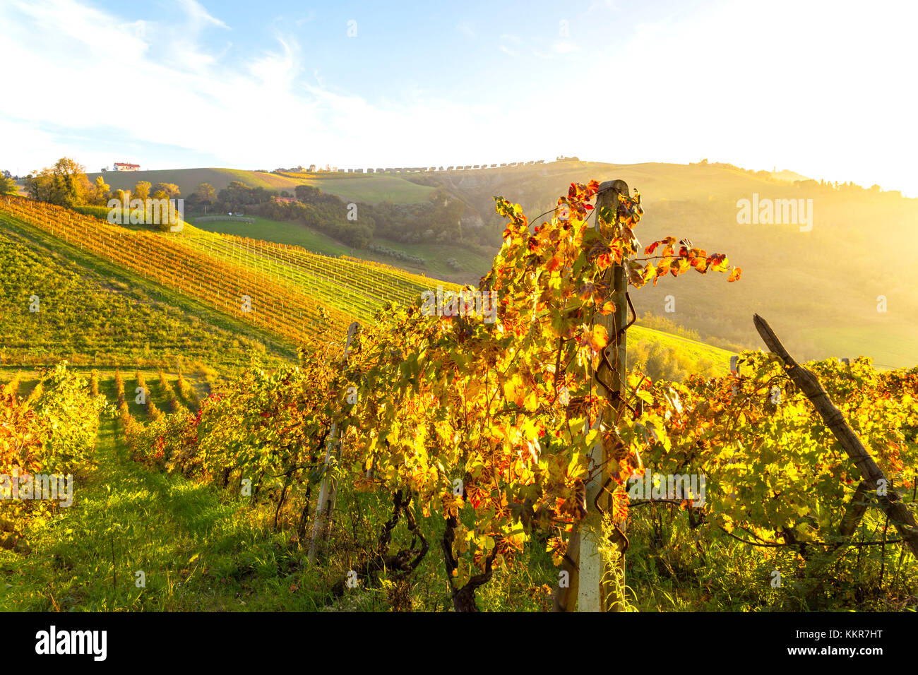 Offida wine hi-res stock photography and images - Alamy