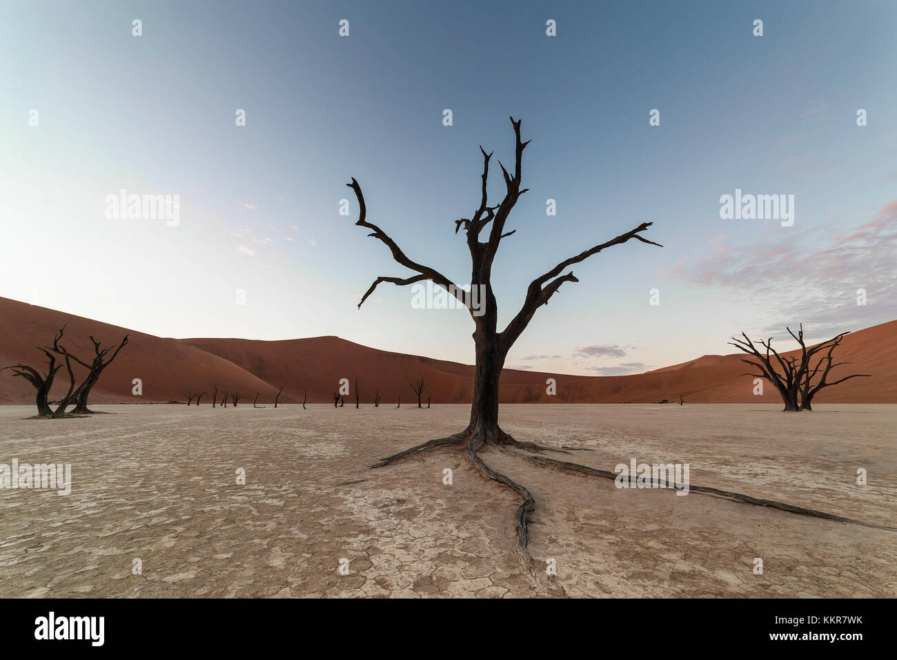 trees of Namibia,namib-naukluft national park, Namibia, africa Stock ...