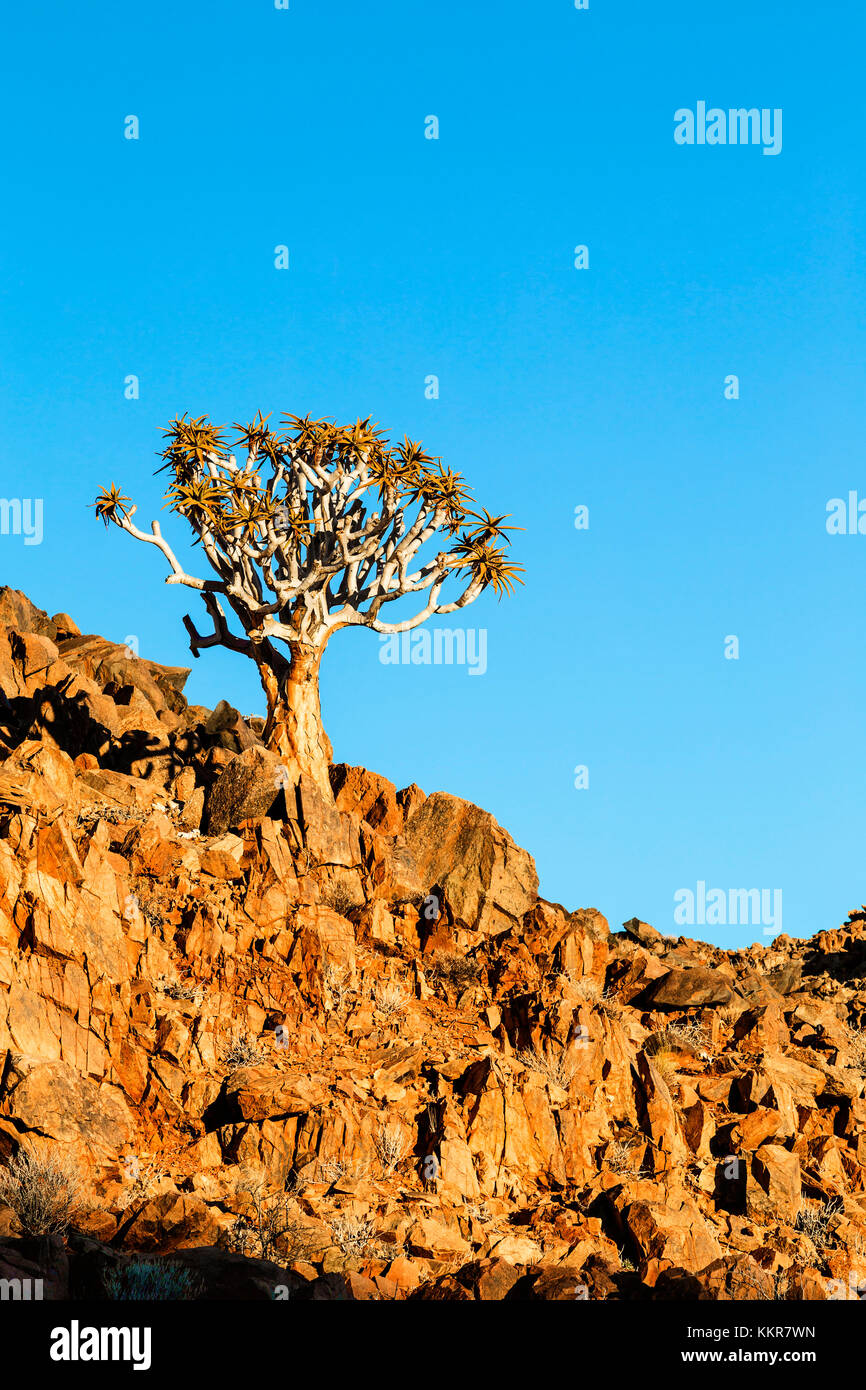 quiver tree, karas region, Namibia, africa Stock Photo - Alamy