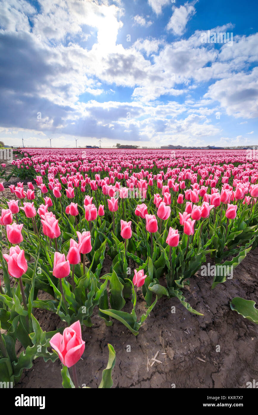 Rows of pink tulips in the fields of Oude-Tonge during spring bloom ...