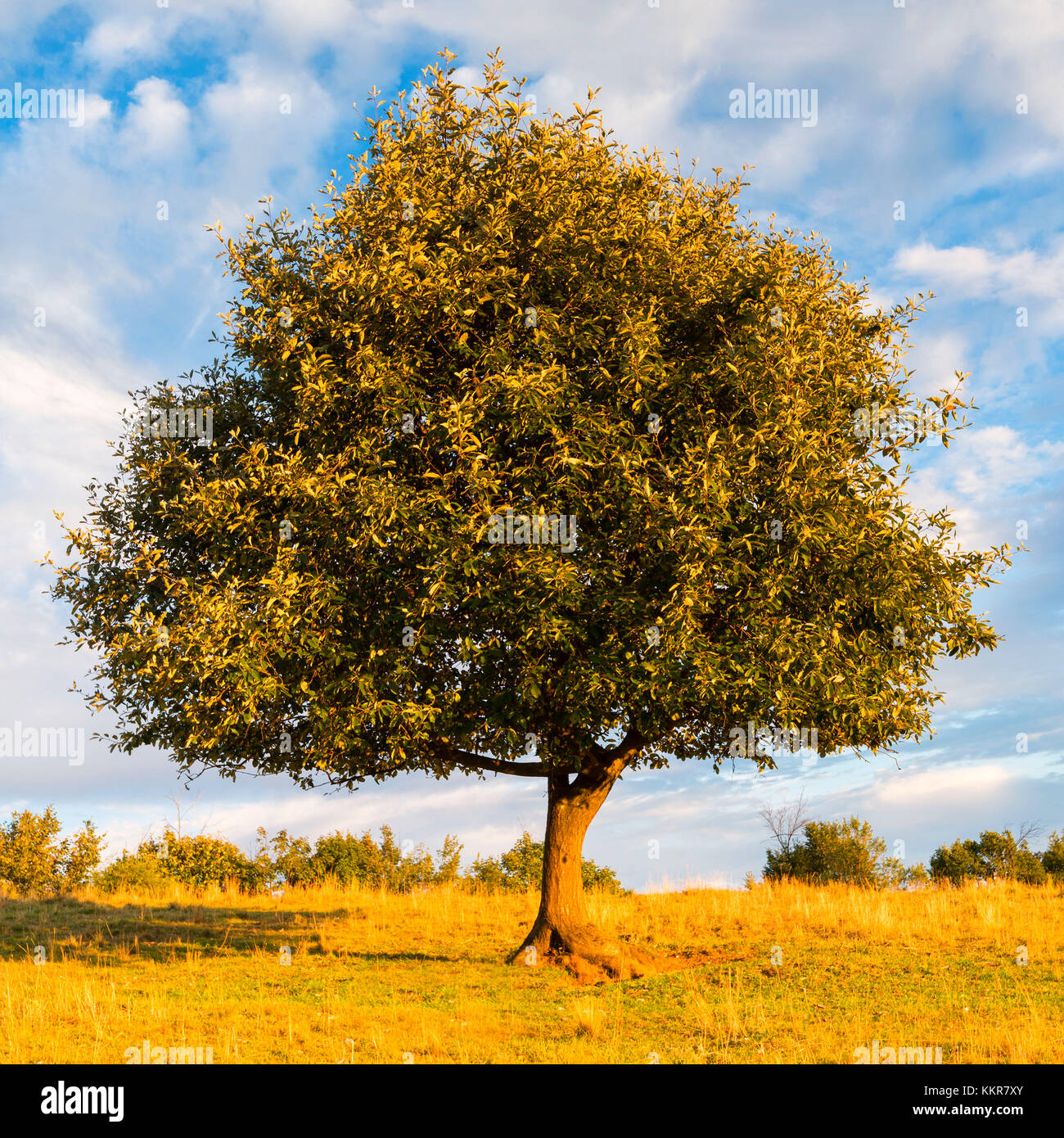 Tree at sunset, Brescia province in Lombardy district, Italy, Europe ...