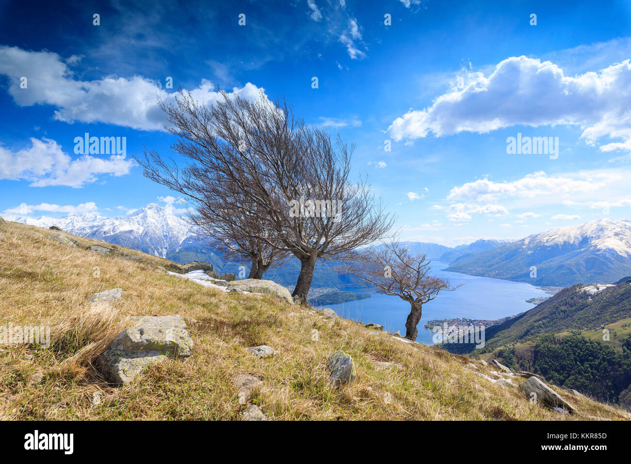 Isolated trees on meadows with Lake Como on the background Montemezzo ...