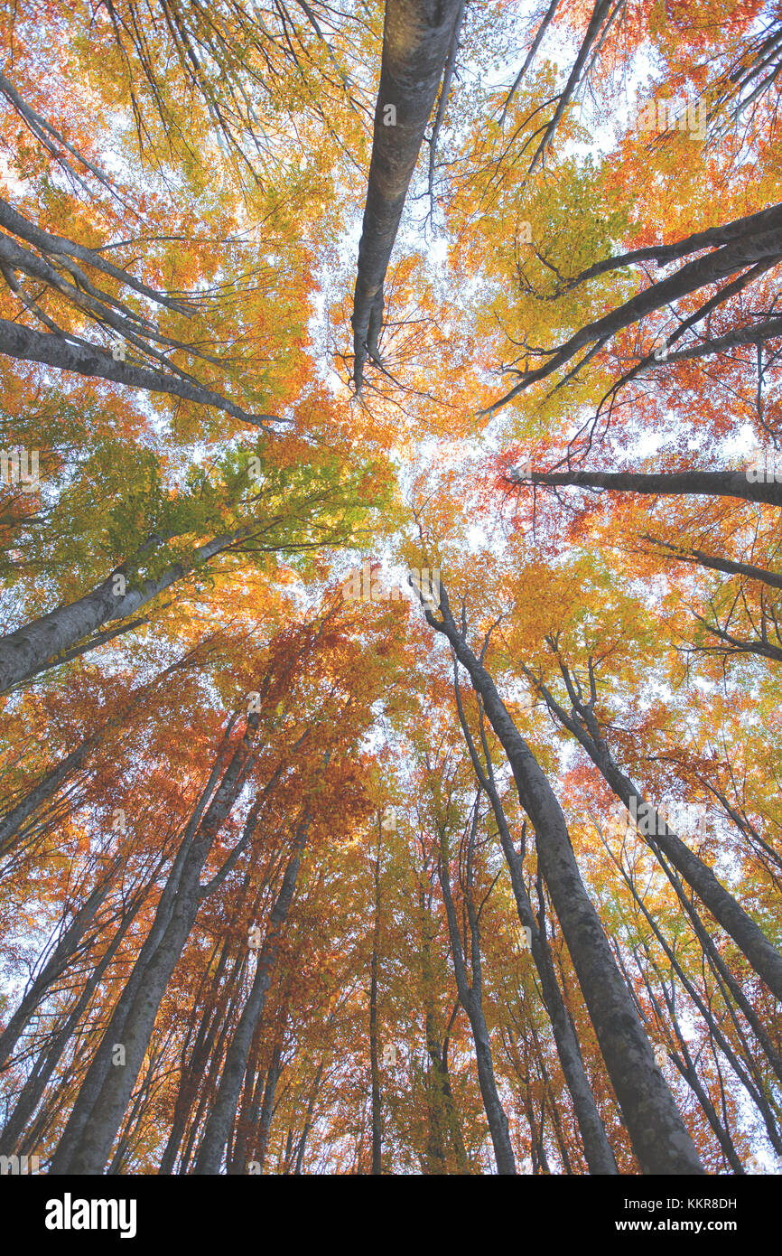 Europe, Italy, Toscoemilian Appennine, Casentines Forests Stock Photo ...