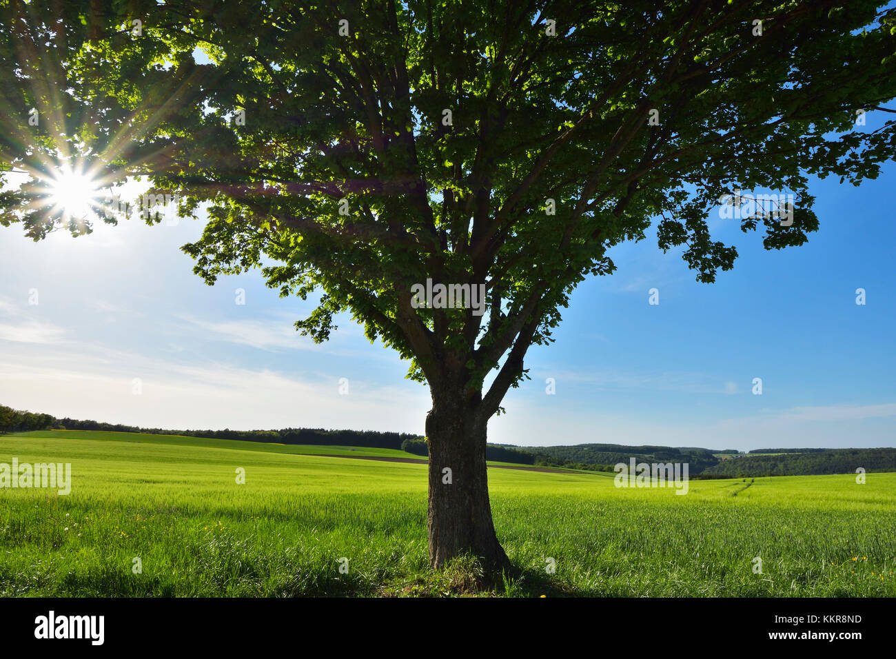 Maple tree in countryside with sun, Spring, Neudorf, Amorbach, Odenwald ...