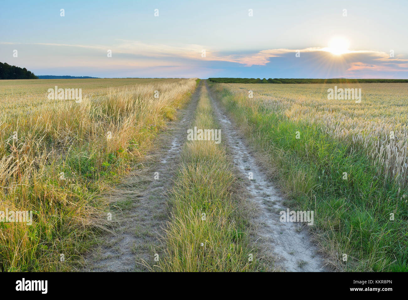 Field path at sunset in summer, Ebenheid, Baden Wurttemberg, Germany ...