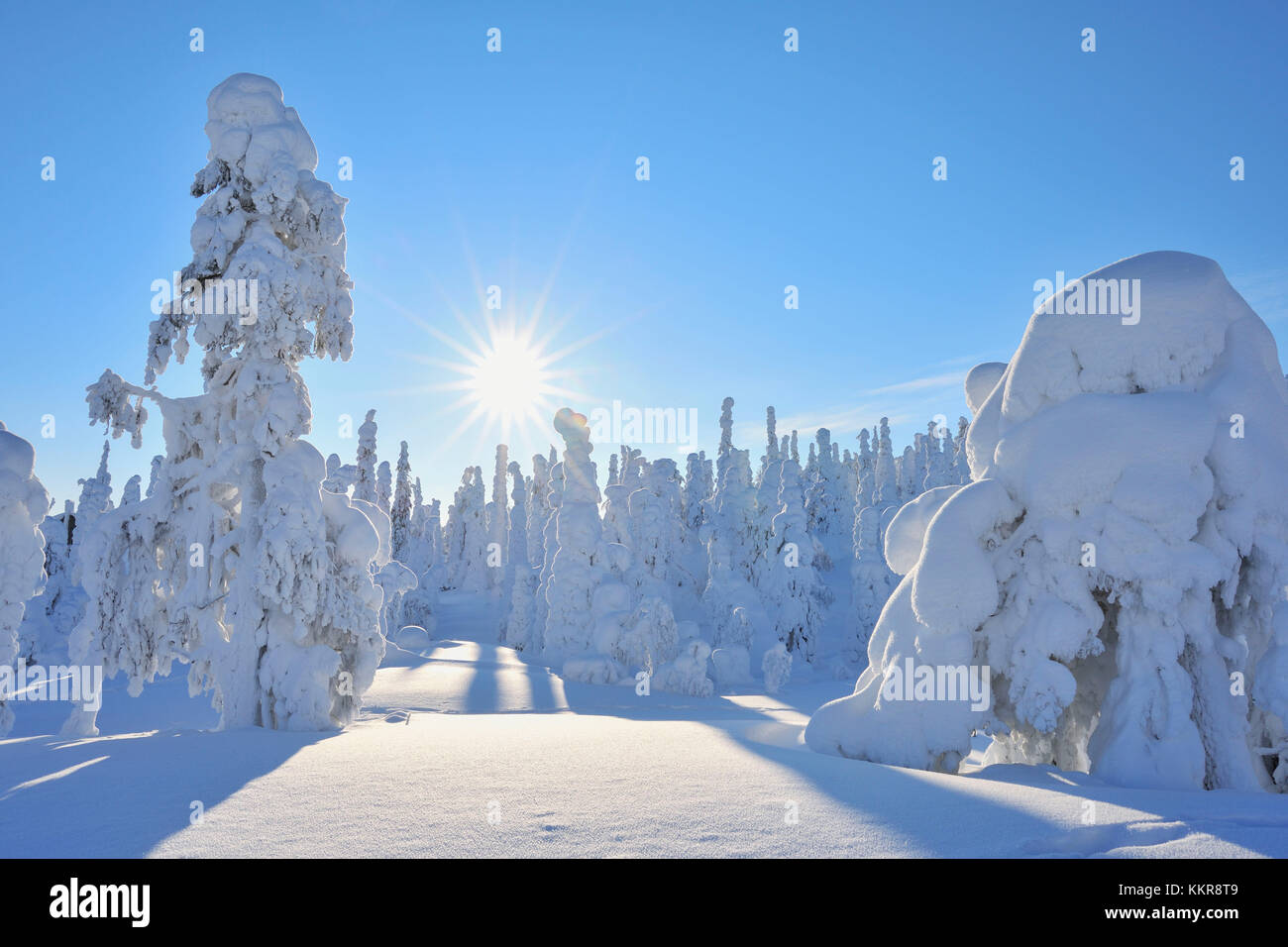 Snow covered trees with sun, Winter, Rukatunturi, Ruka, Kuusamo ...