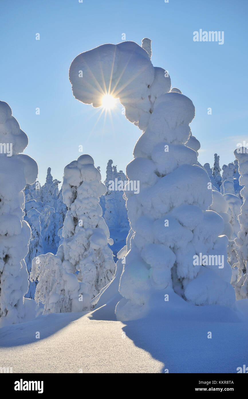 Snow covered trees with sun, Winter, Rukatunturi, Ruka, Kuusamo ...