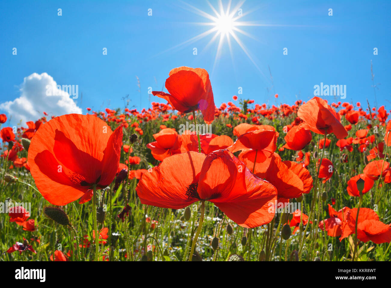Poppies with sun in summer, Germany Stock Photo - Alamy