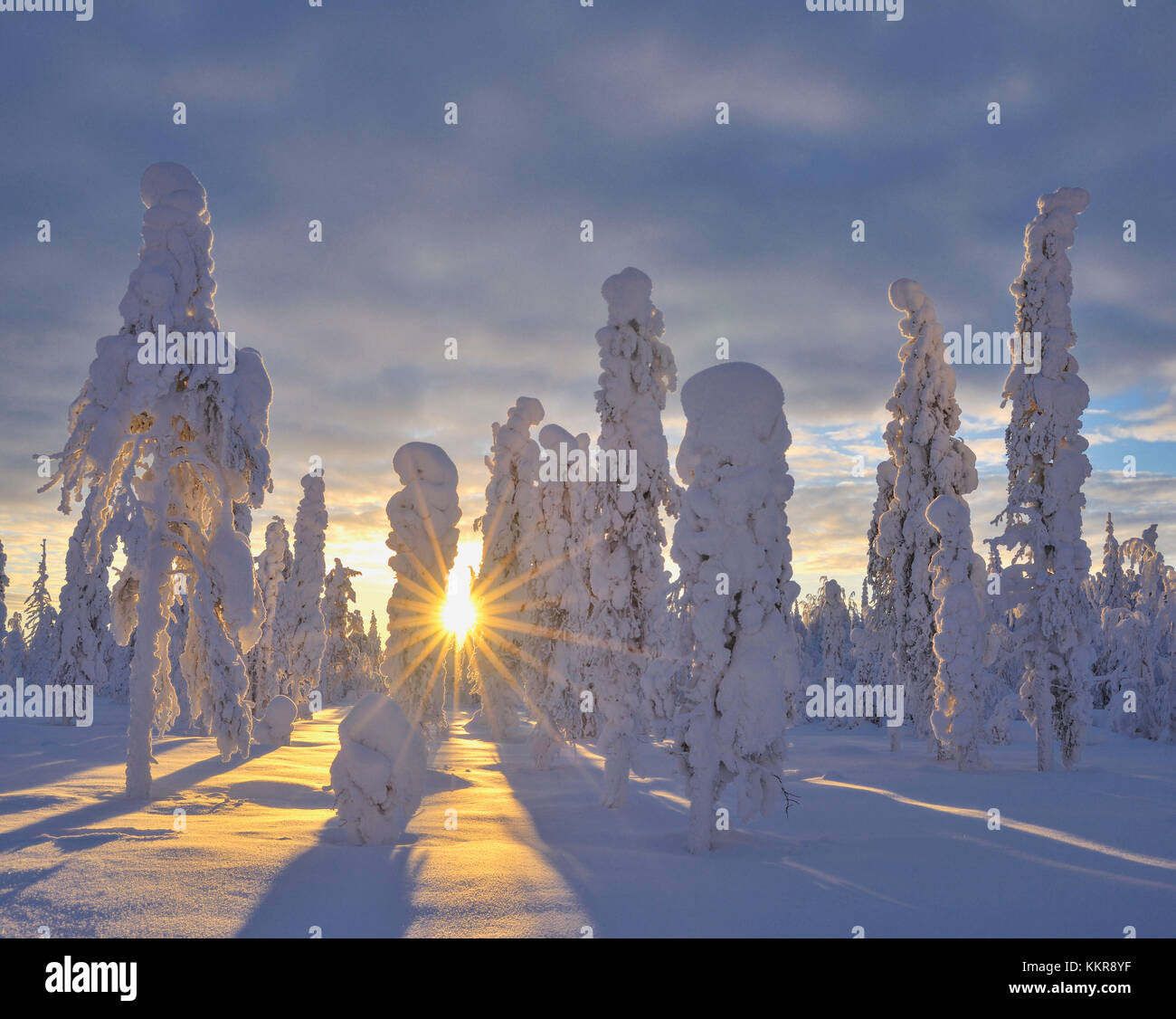 Snow covered landscape in winter, Valtavaara, Patoniemi, Kuusamo ...