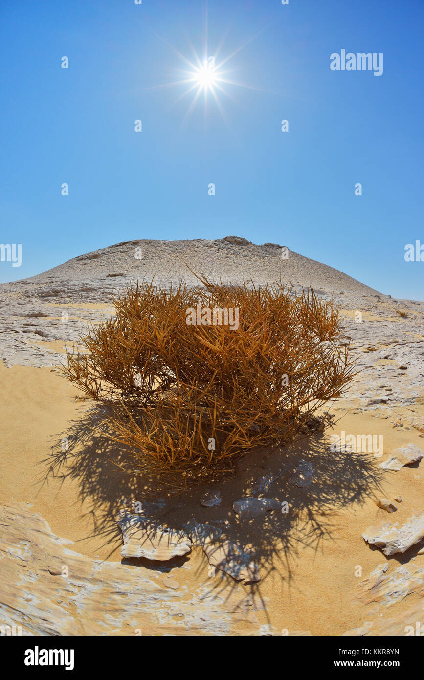 Dried shrub in desert with sun, Matruh, Great Sand Sea, Libyan Desert ...