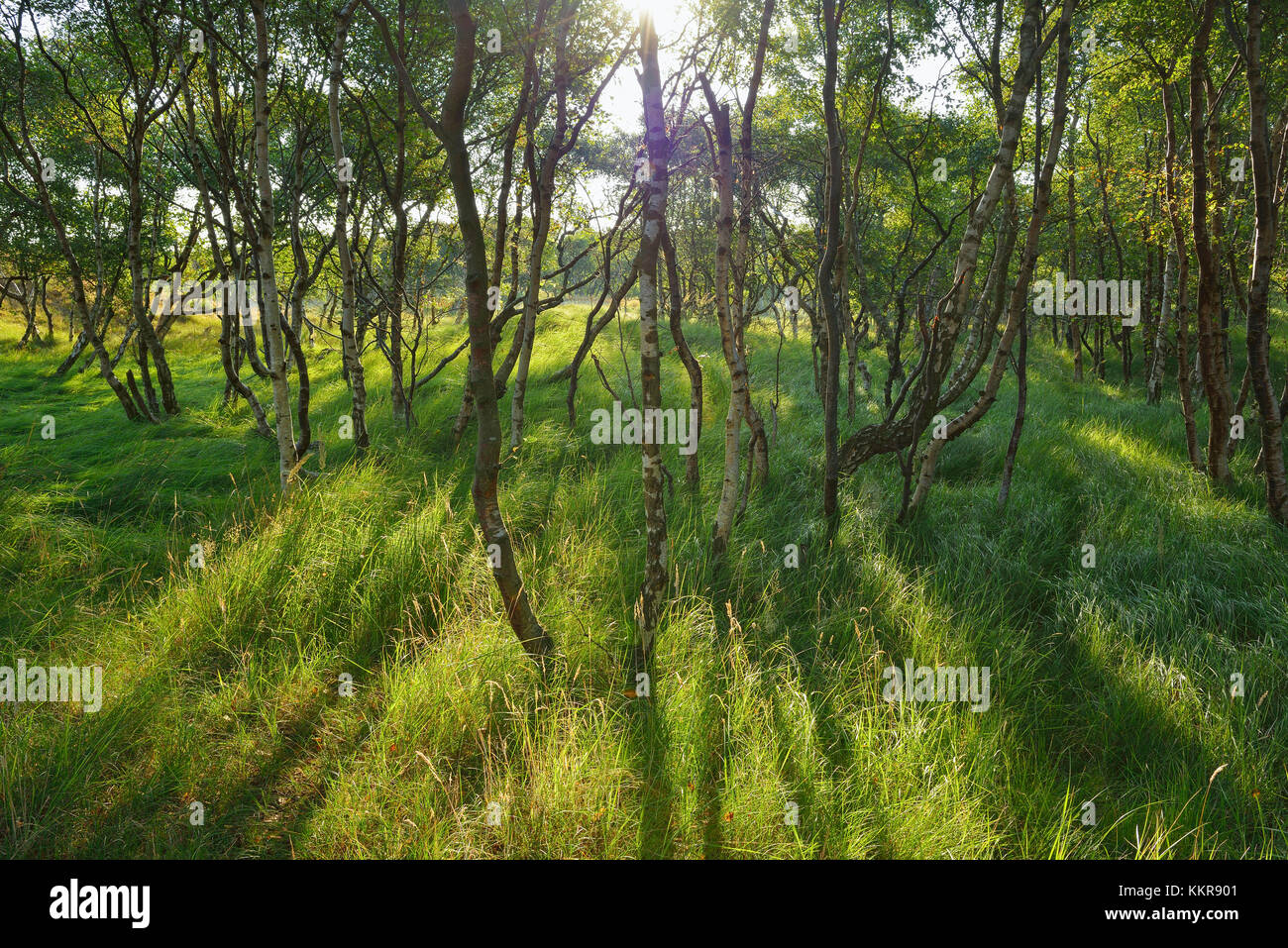 Birch forest in the dunes, Summer, Norderney, East Frisia Island, North ...