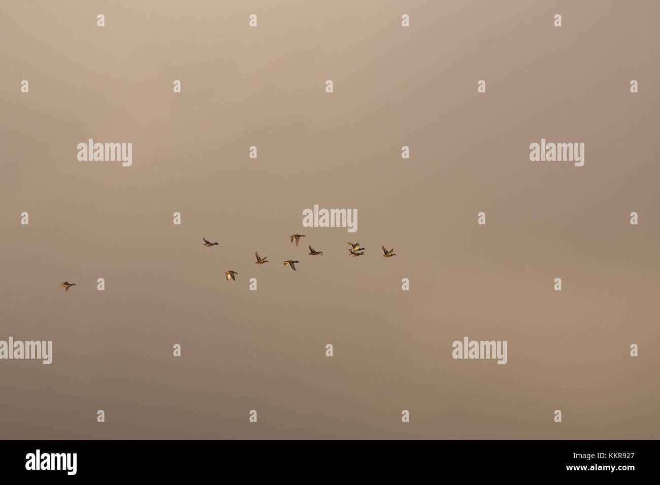 Ducks Flying High Resolution Stock Photography and Images - Alamy