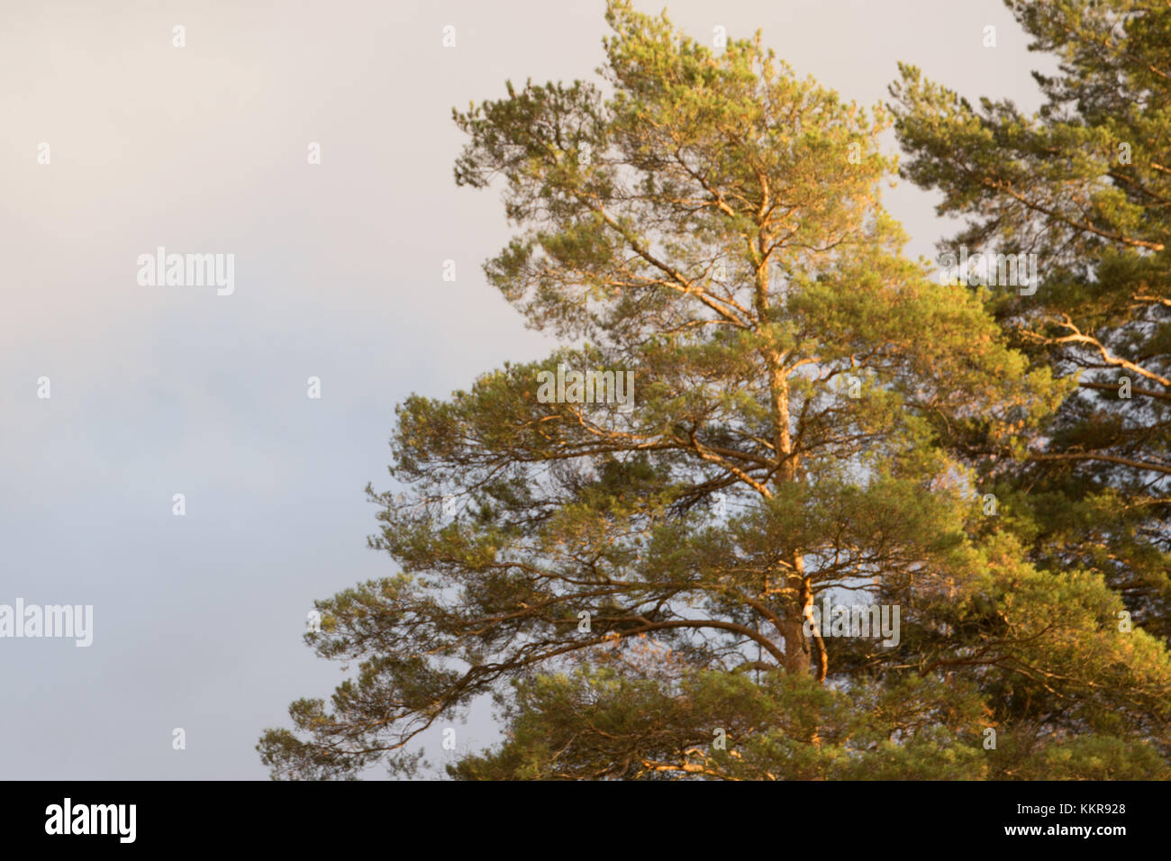 Gray pine hi-res stock photography and images - Alamy