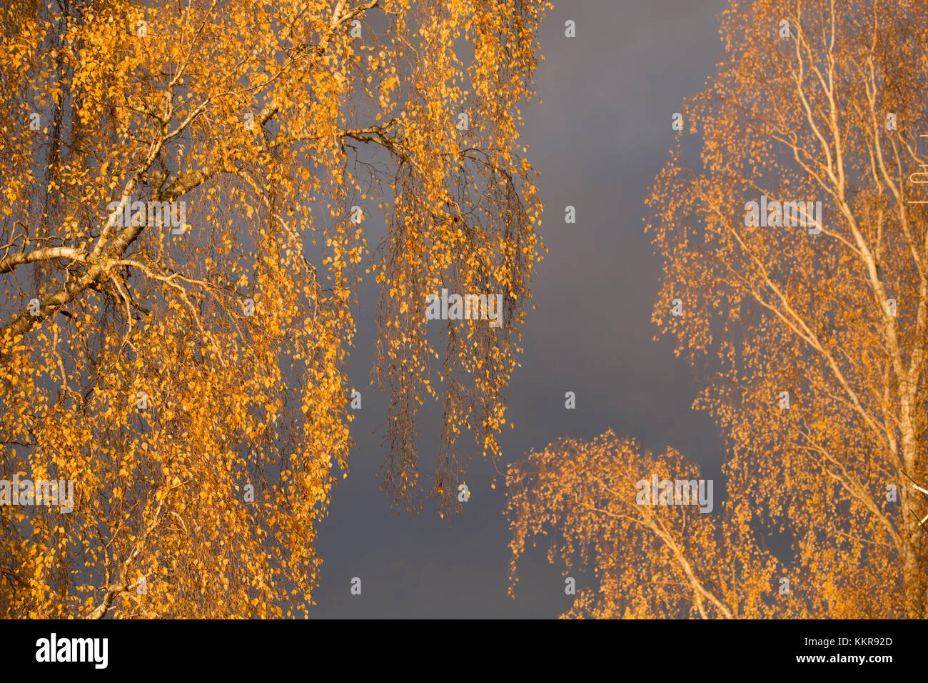 Huge birch trees with branches with yellow leaves against the autumn ...