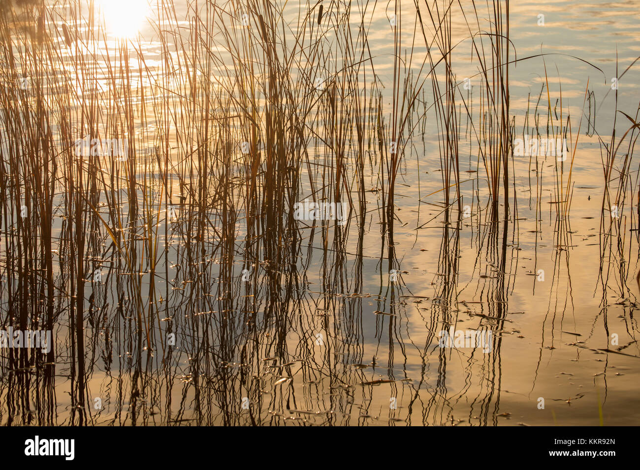 Reeds and sun are reflected in the cool lake surface Stock Photo - Alamy