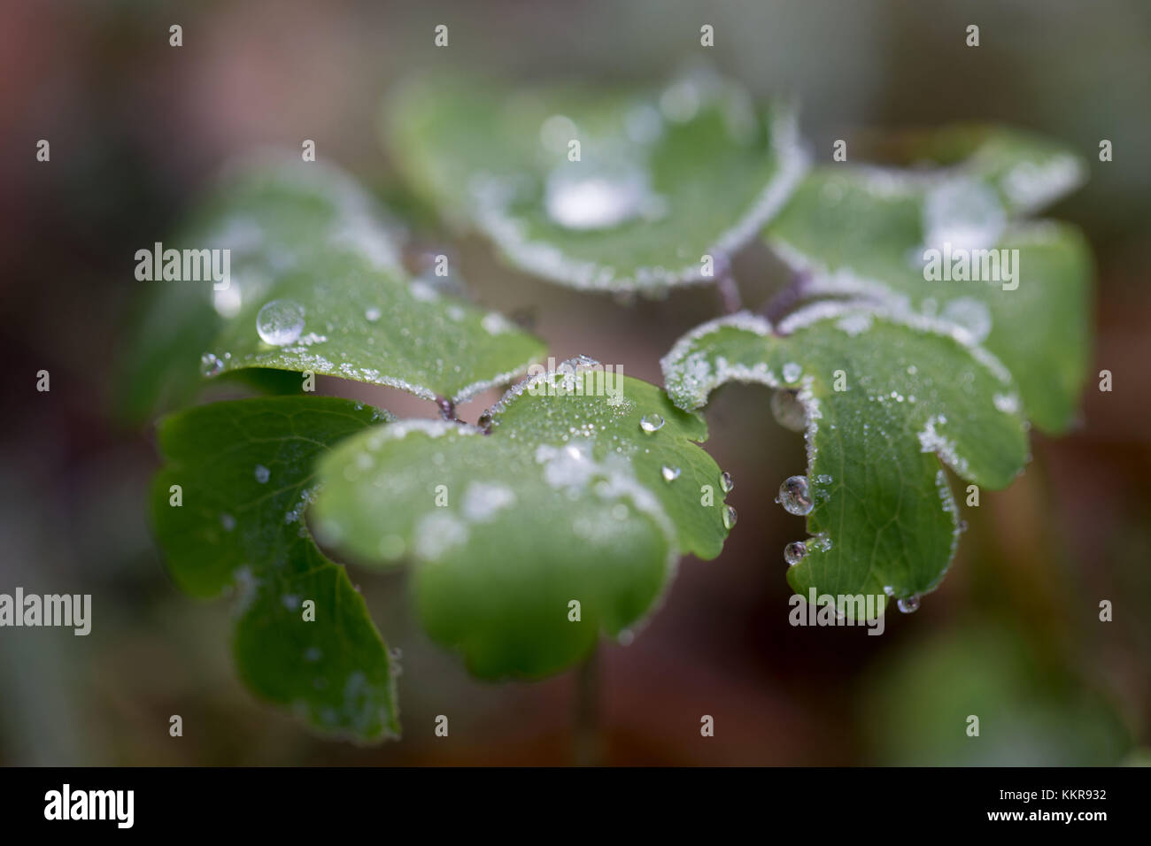 Frozen droplets on a plant leaf Stock Photo - Alamy