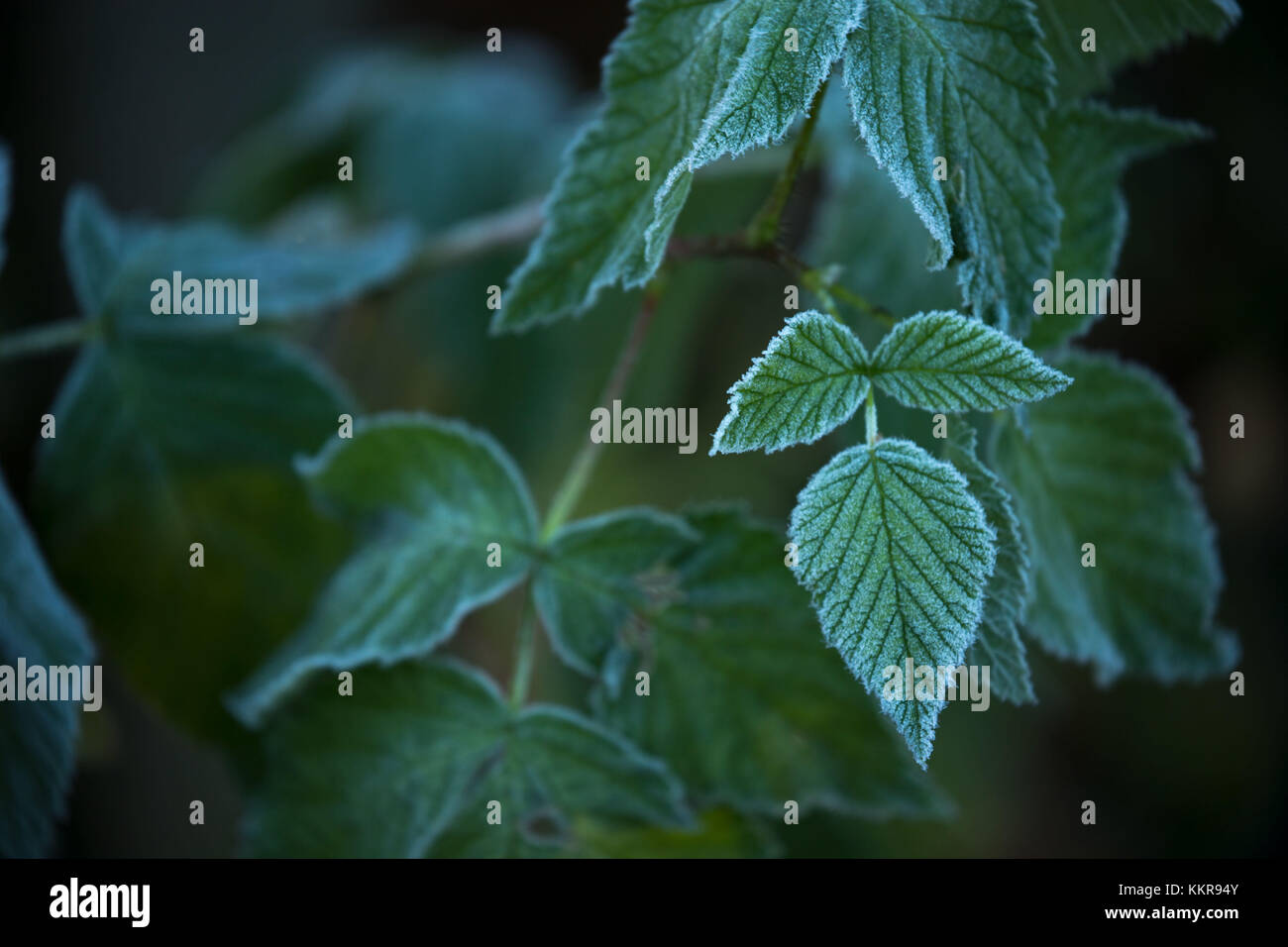 Green cover frozen hi-res stock photography and images - Alamy