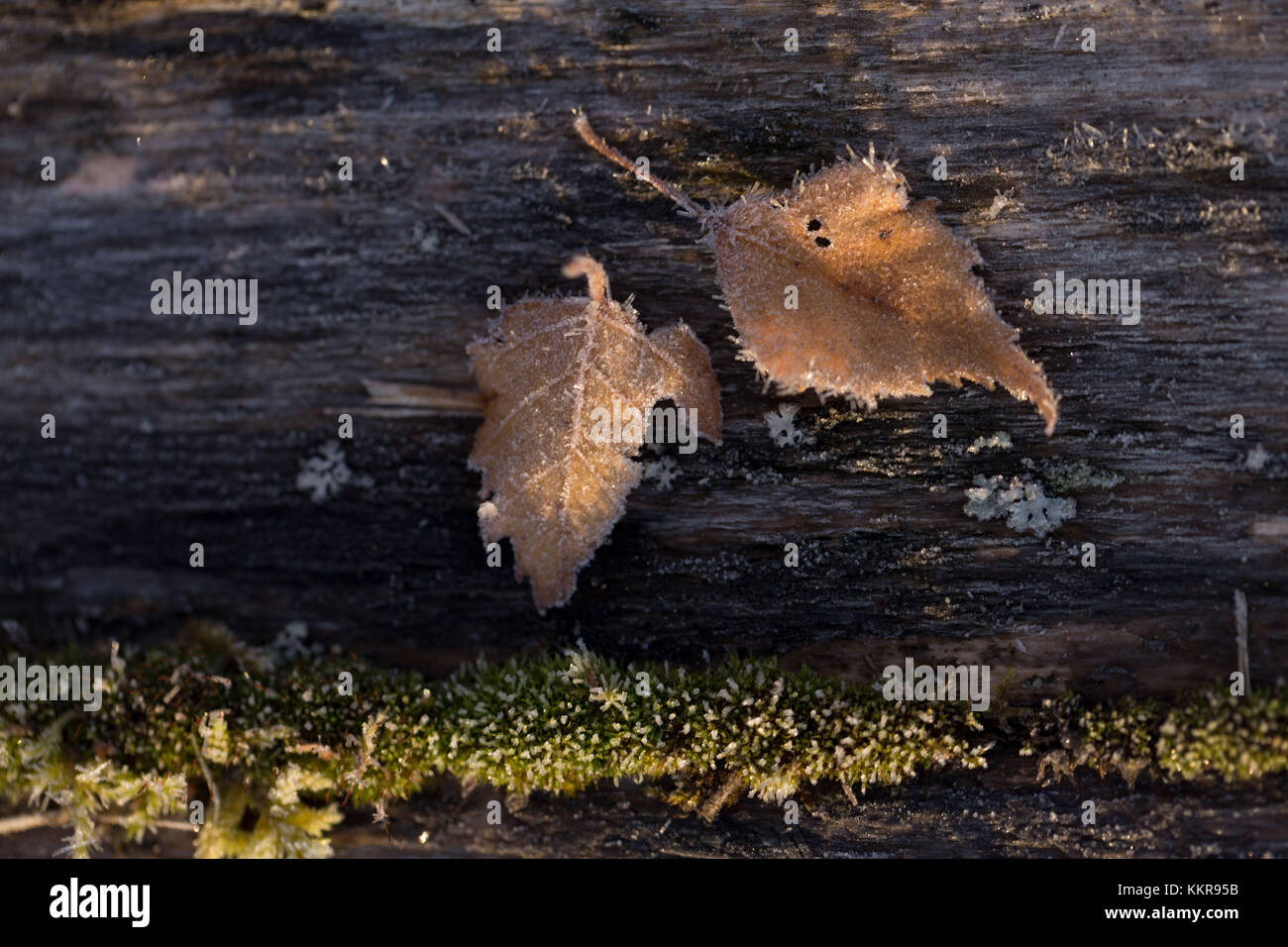 Closeup of frozen leaves in sunlight, mossed tree background Stock ...