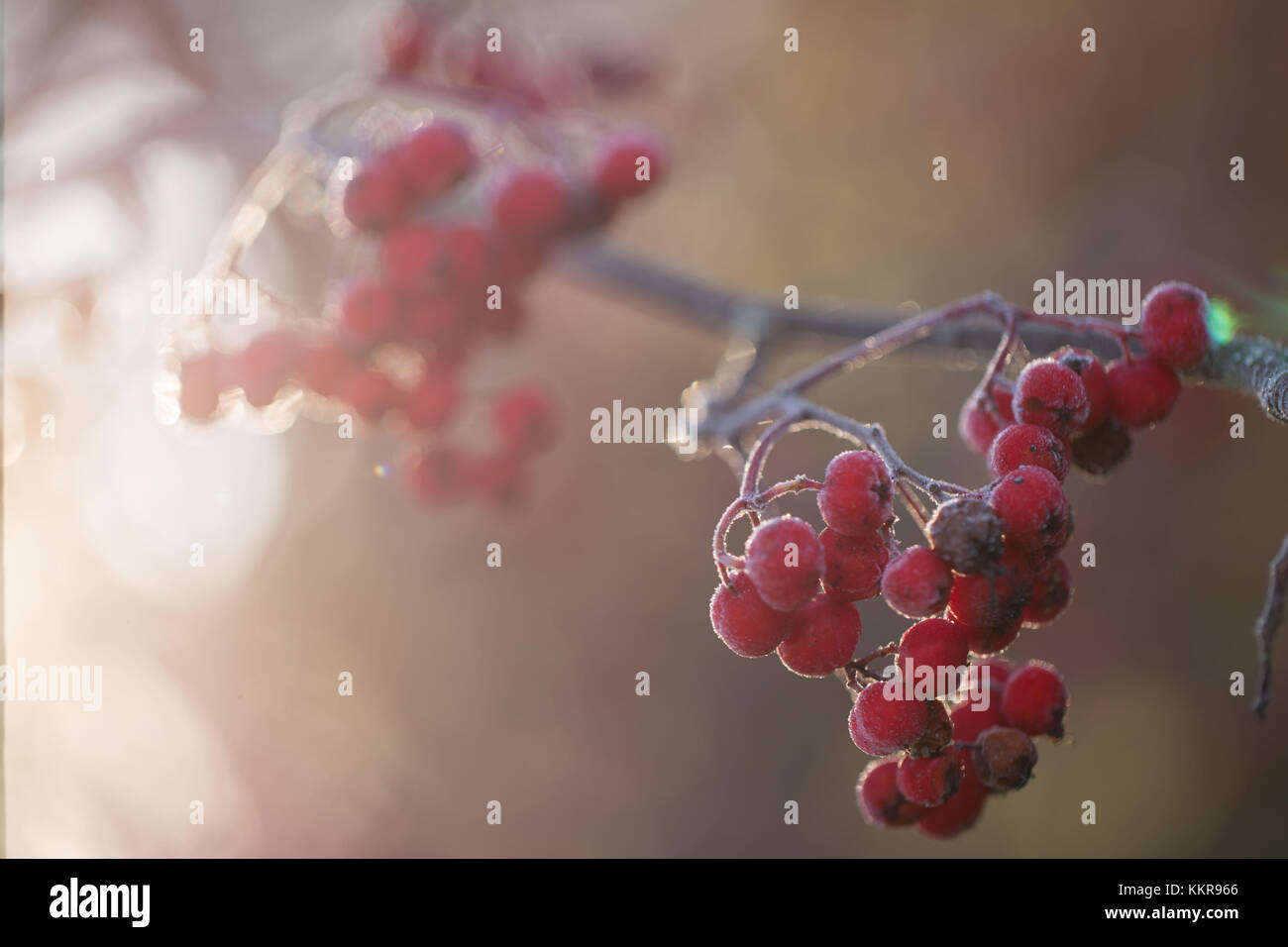 Frozen rowan red berries in sunlight backlit hi-res stock photography ...