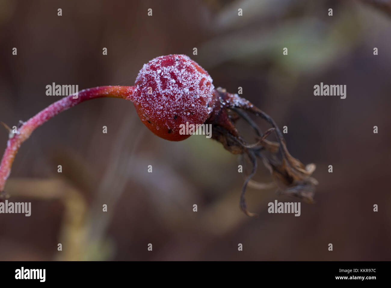 Rose berry hi-res stock photography and images - Alamy