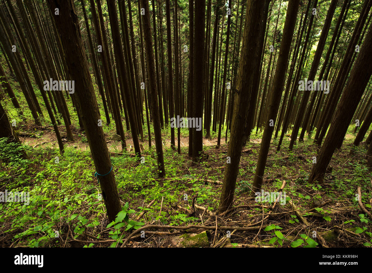 Looking down at a parallel trail on Mt. Mitake in rural Tokyo, Japan ...