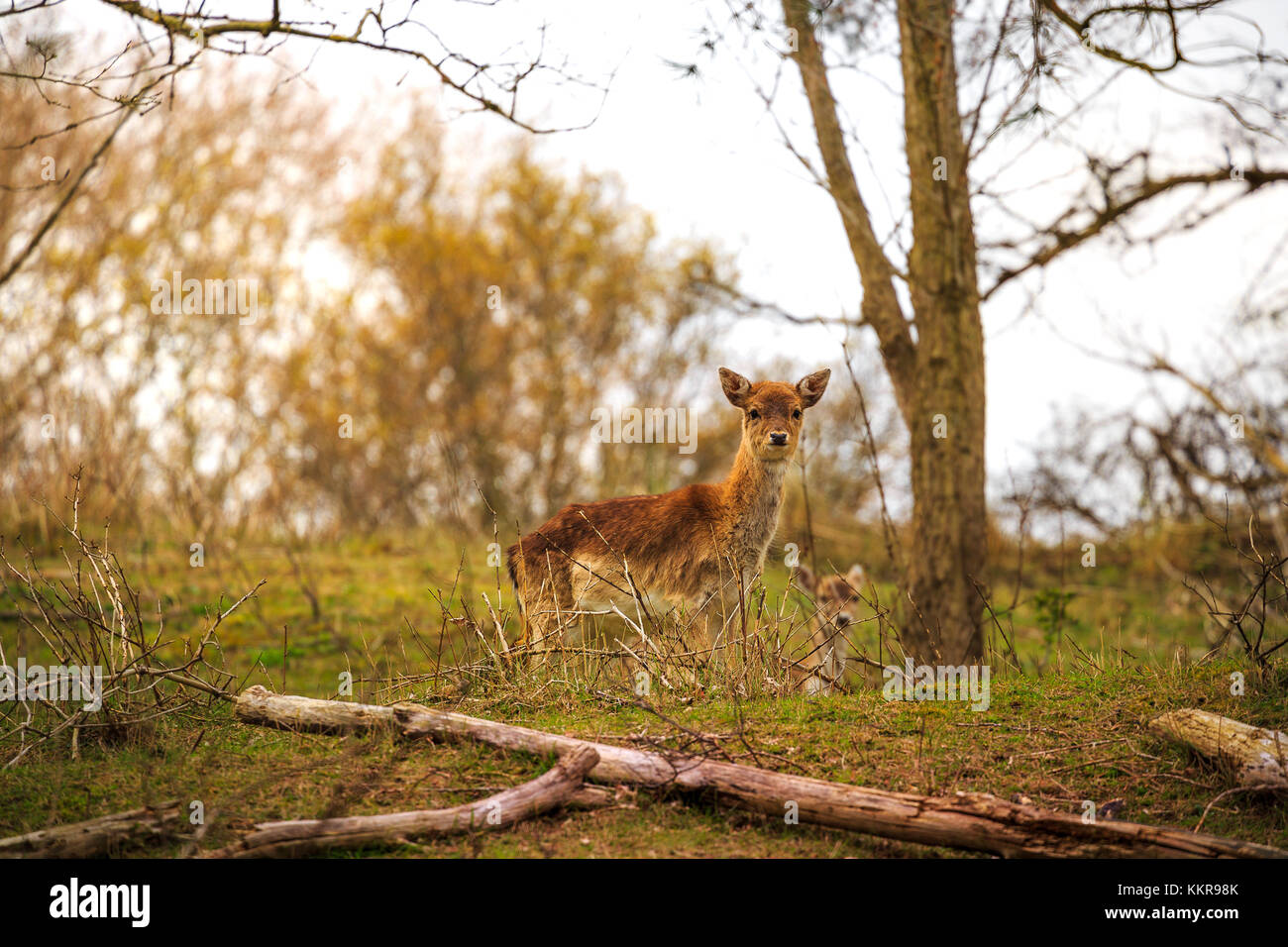 Deer landscape nature hi-res stock photography and images - Alamy