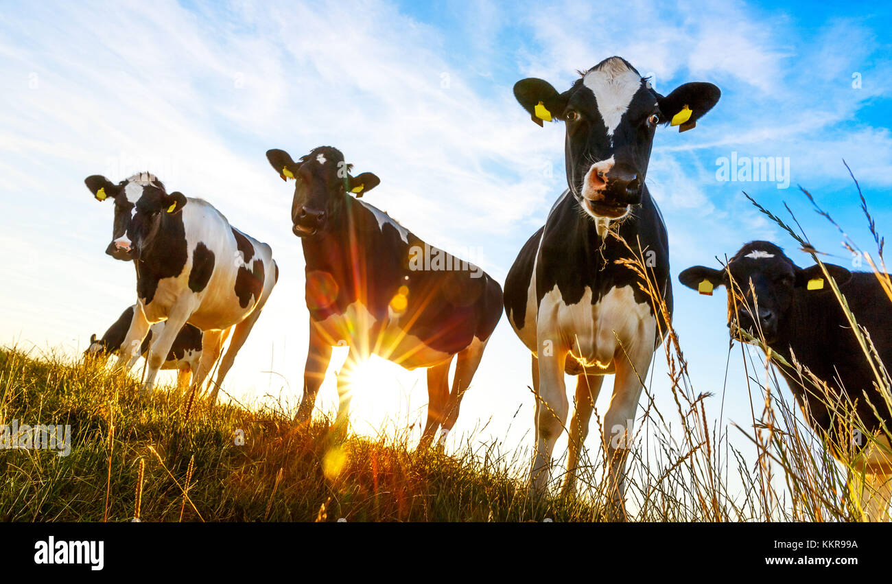 Group of cows hi-res stock photography and images - Alamy