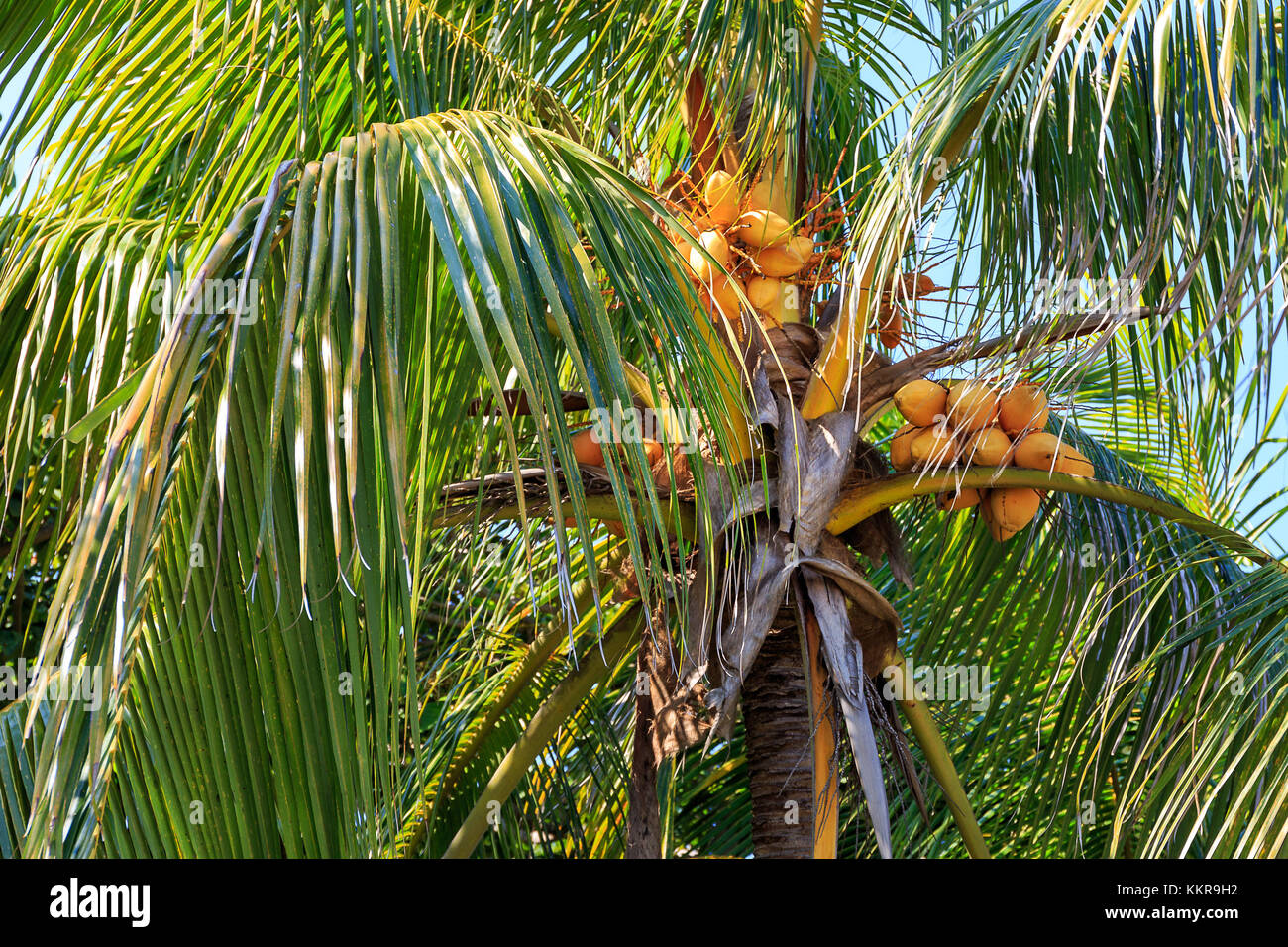 Coconut palm in havana hi-res stock photography and images - Alamy