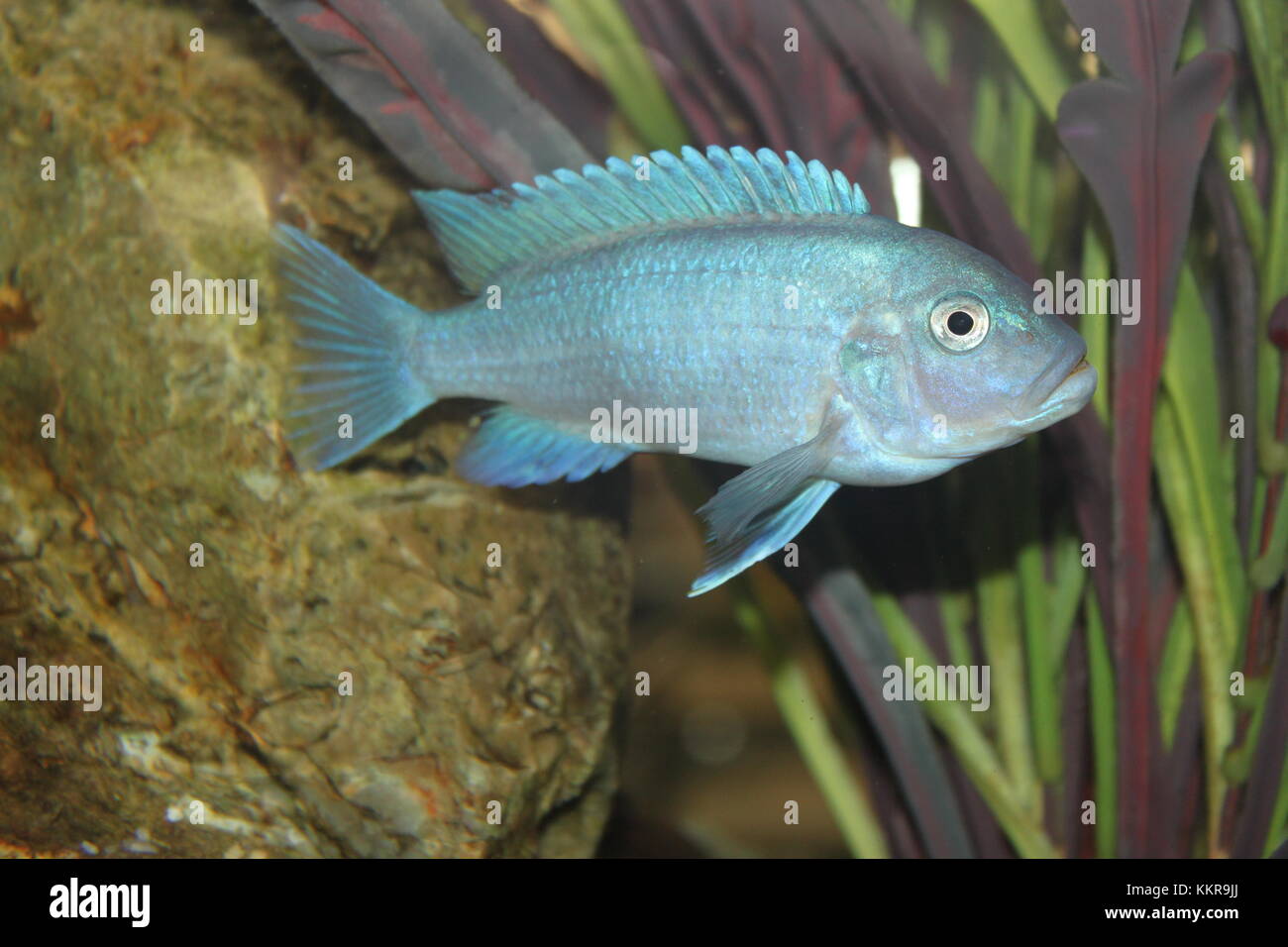 Beautiful Blue Fish in the Tank Stock Photo - Alamy