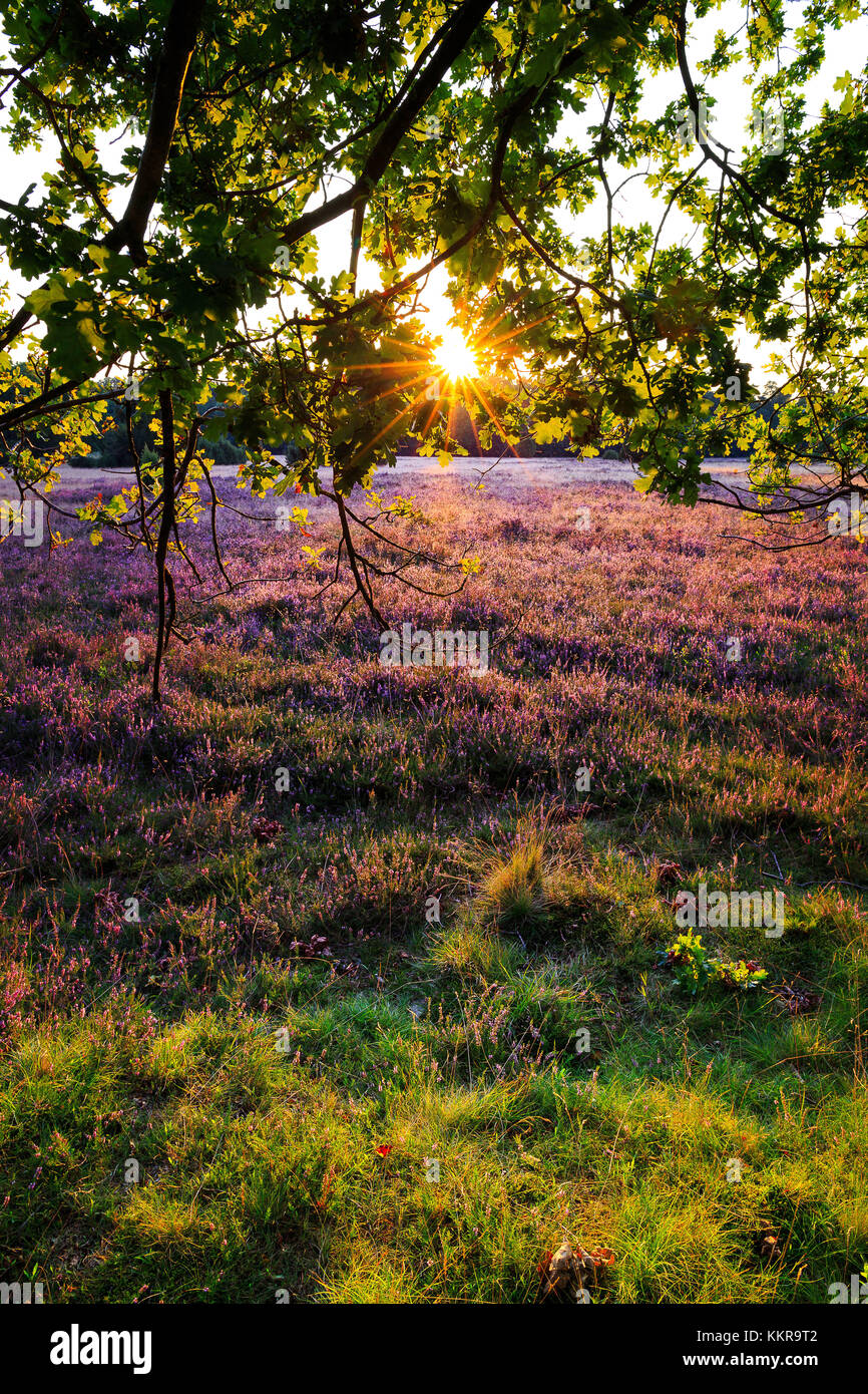 Luneburg heath is a large area of heath hi-res stock photography and ...
