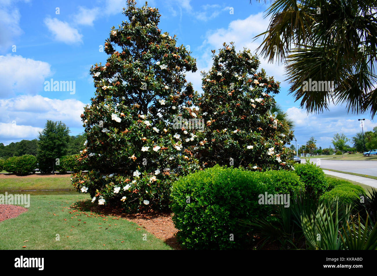 Blooming colourfully here in the countryside of Georgia, USA Stock ...
