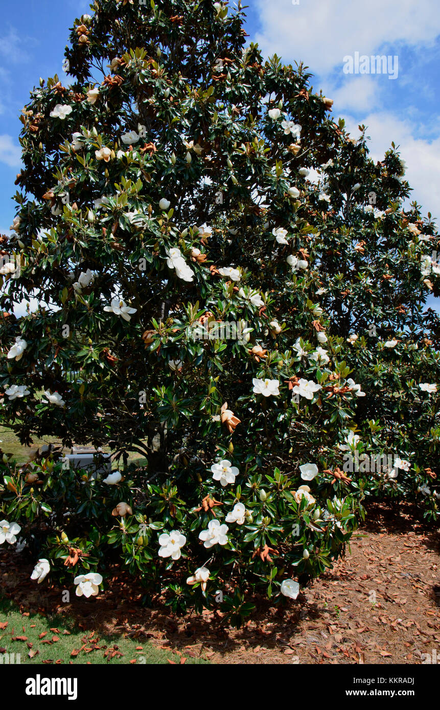 Blooming colourfully here in the countryside of Georgia, USA Stock ...