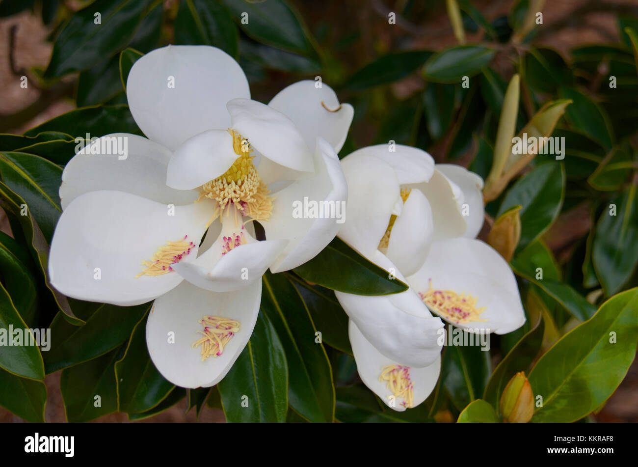 Blooming colourfully here in the countryside of Georgia, USA Stock ...