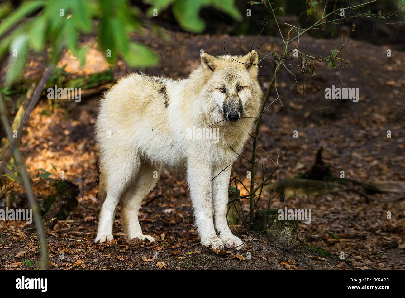 Wolf in a forest in Germany Stock Photo - Alamy