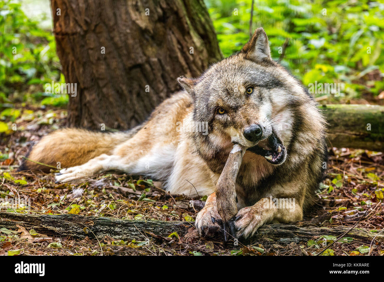 Wolf in a forest in Germany Stock Photo - Alamy