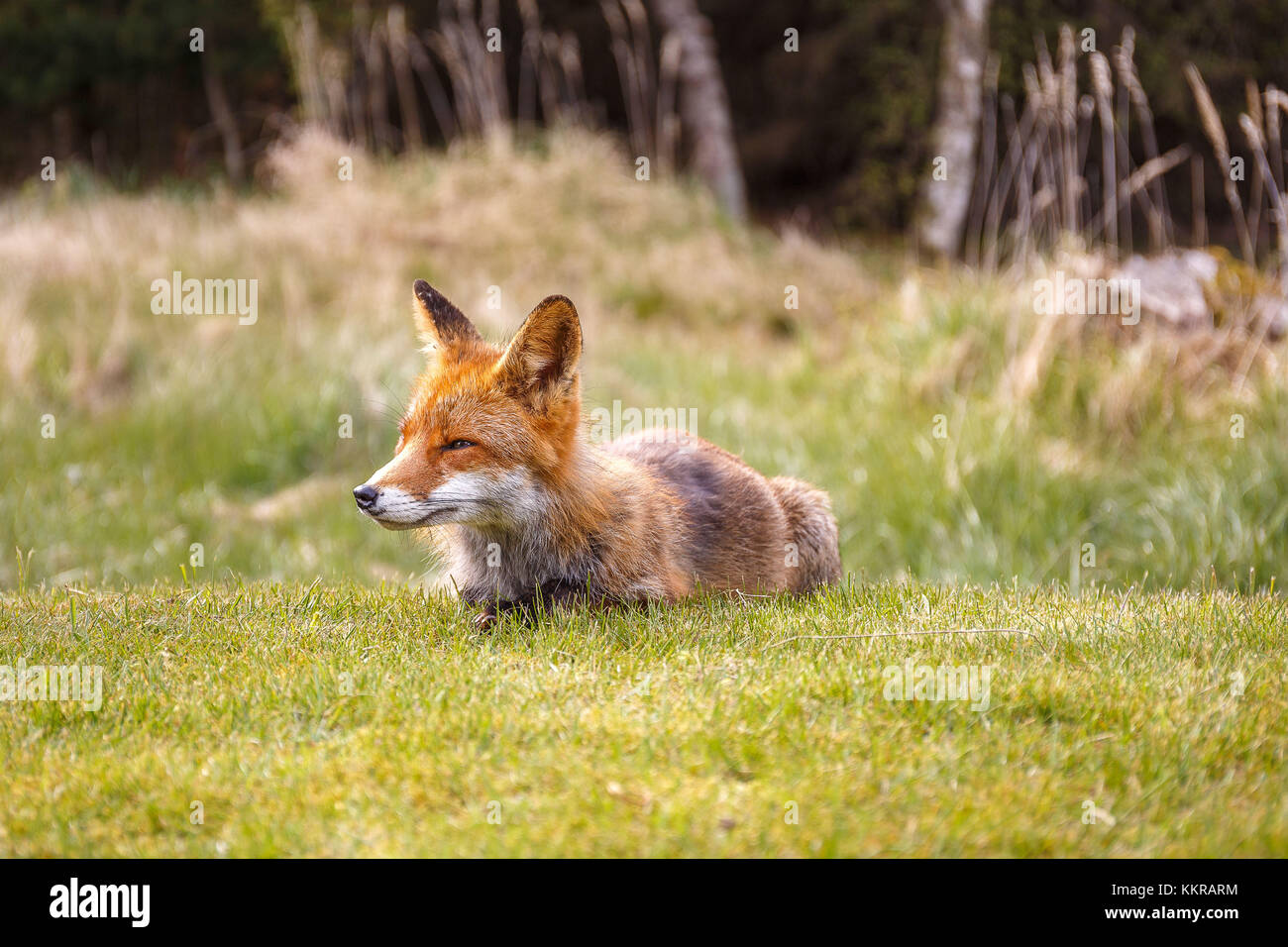 Red fox near village hi-res stock photography and images - Alamy