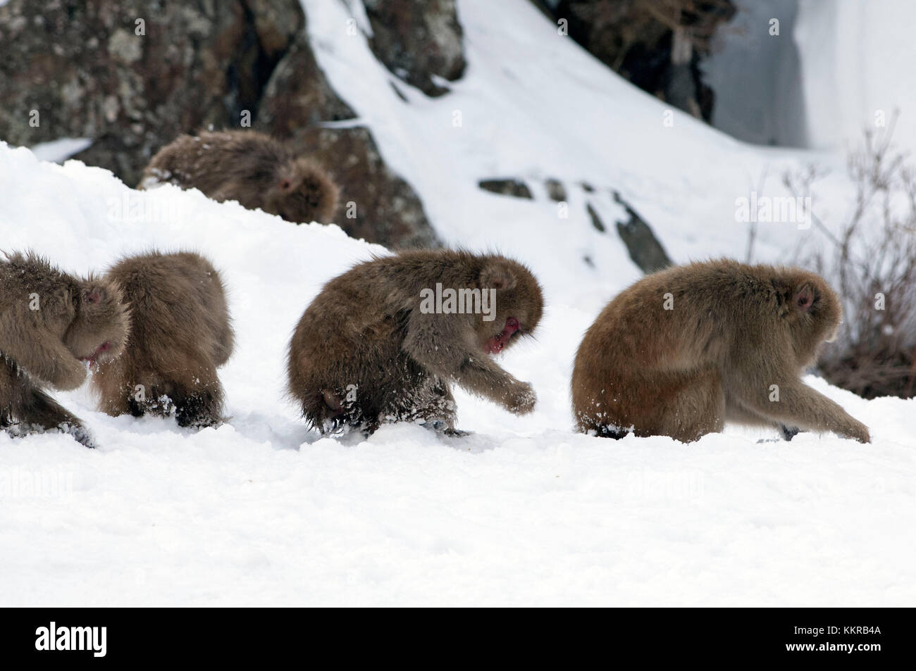 Japanese macaque or snow japanese monkey (Macaca fuscata), group in the ...