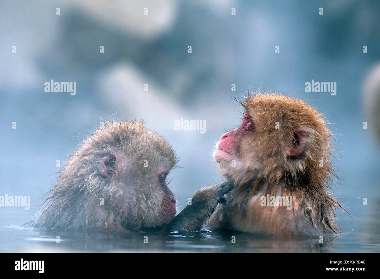 Japanese macaque or snow japanese monkey in onsen (Macaca fuscata ...