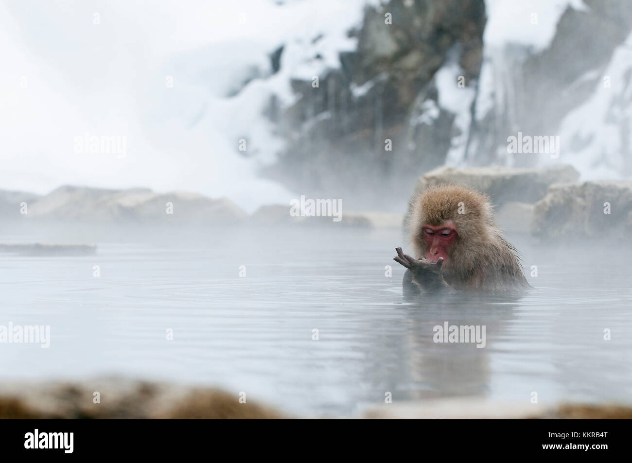 Animal onsen hi-res stock photography and images - Alamy