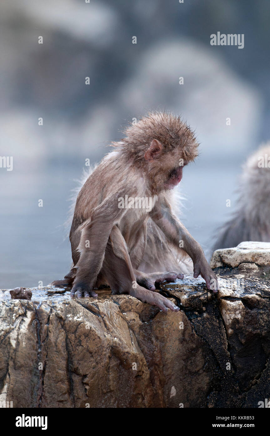Japanese macaque or snow japanese monkey, baby, in onsen (Macaca ...