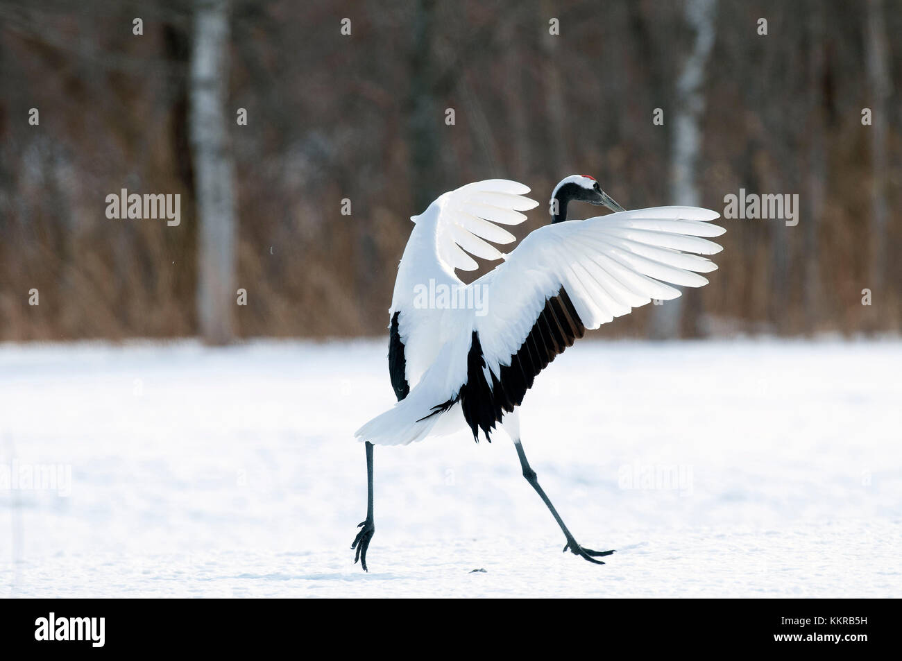 Japanese crane hi-res stock photography and images - Alamy