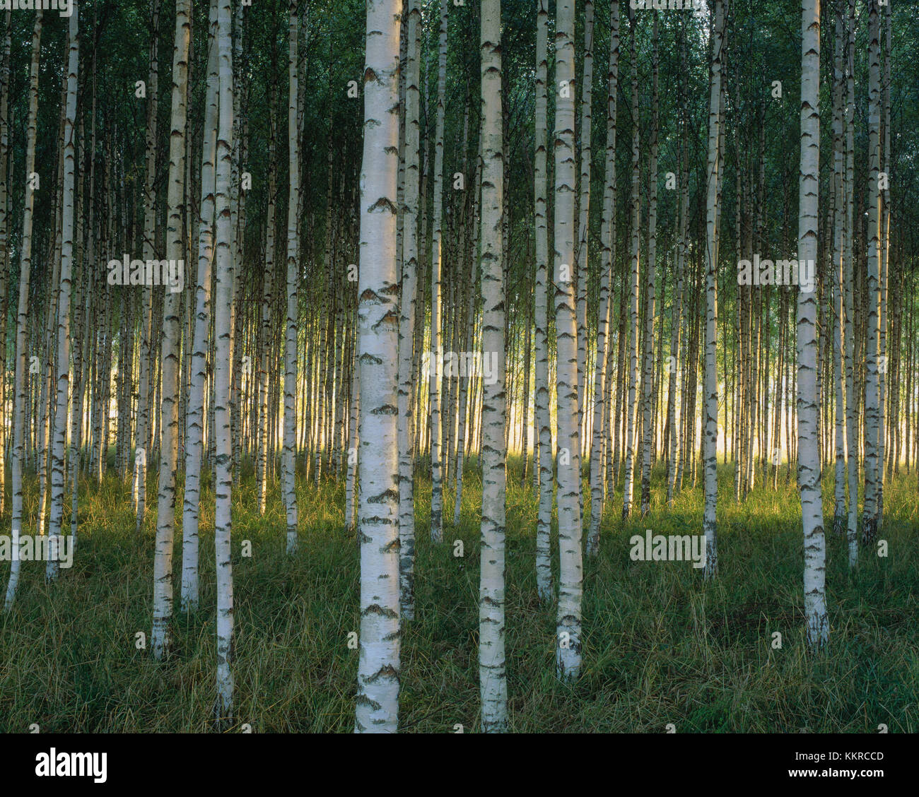 Sweden, Södermanland, birch trees Stock Photo - Alamy