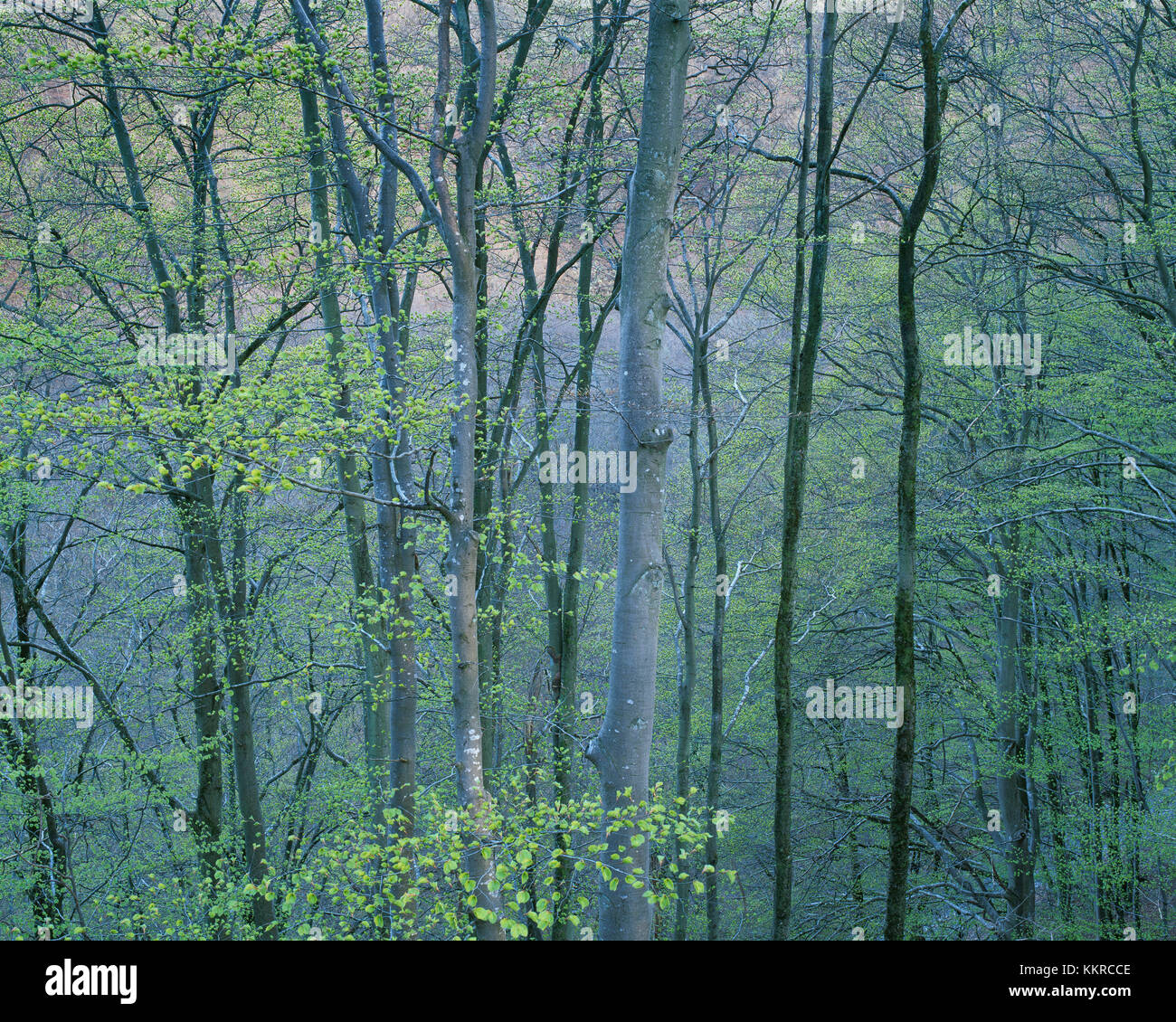 Beech forest in spring hi-res stock photography and images - Alamy
