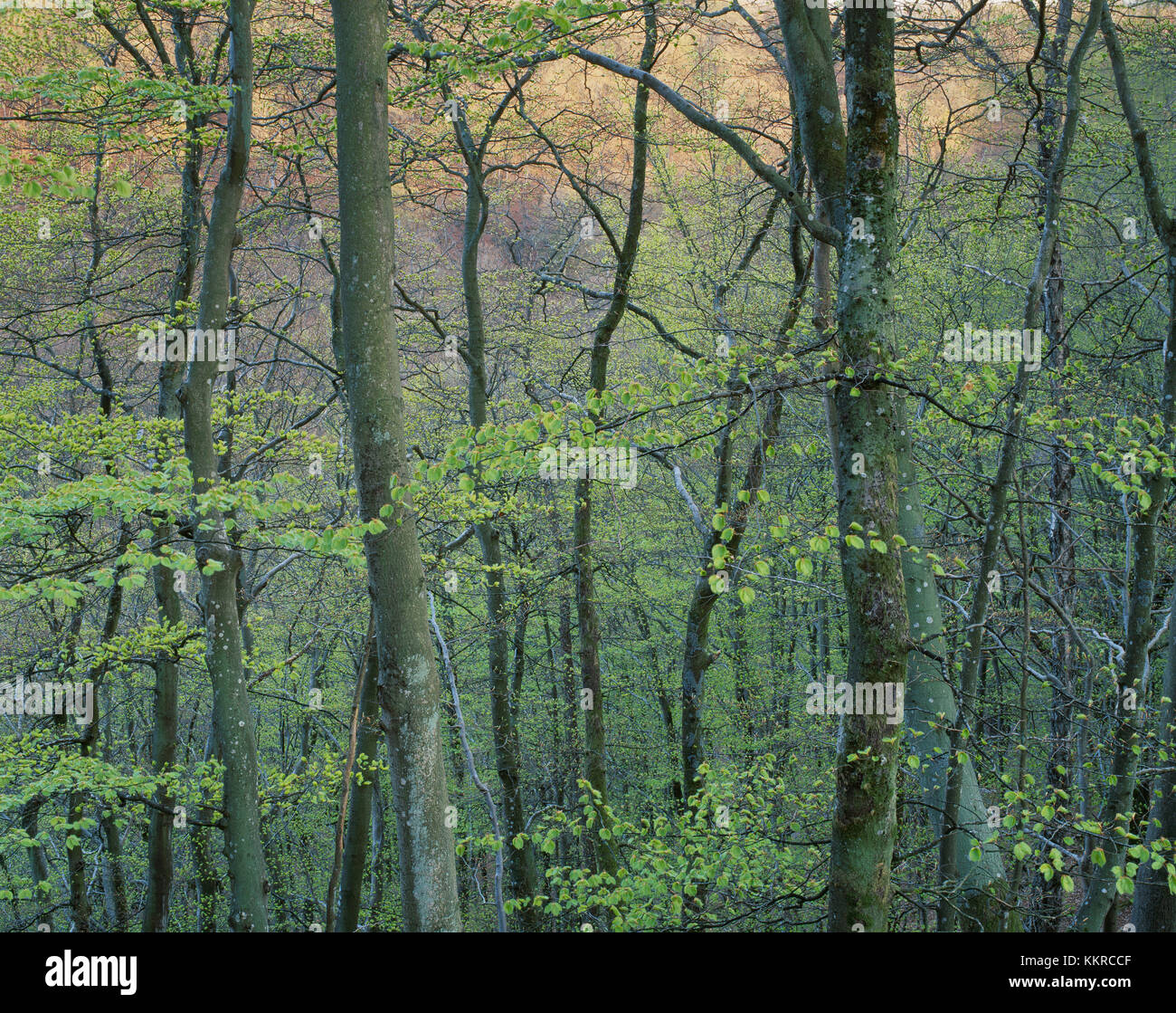 Spring nature sweden hi-res stock photography and images - Alamy