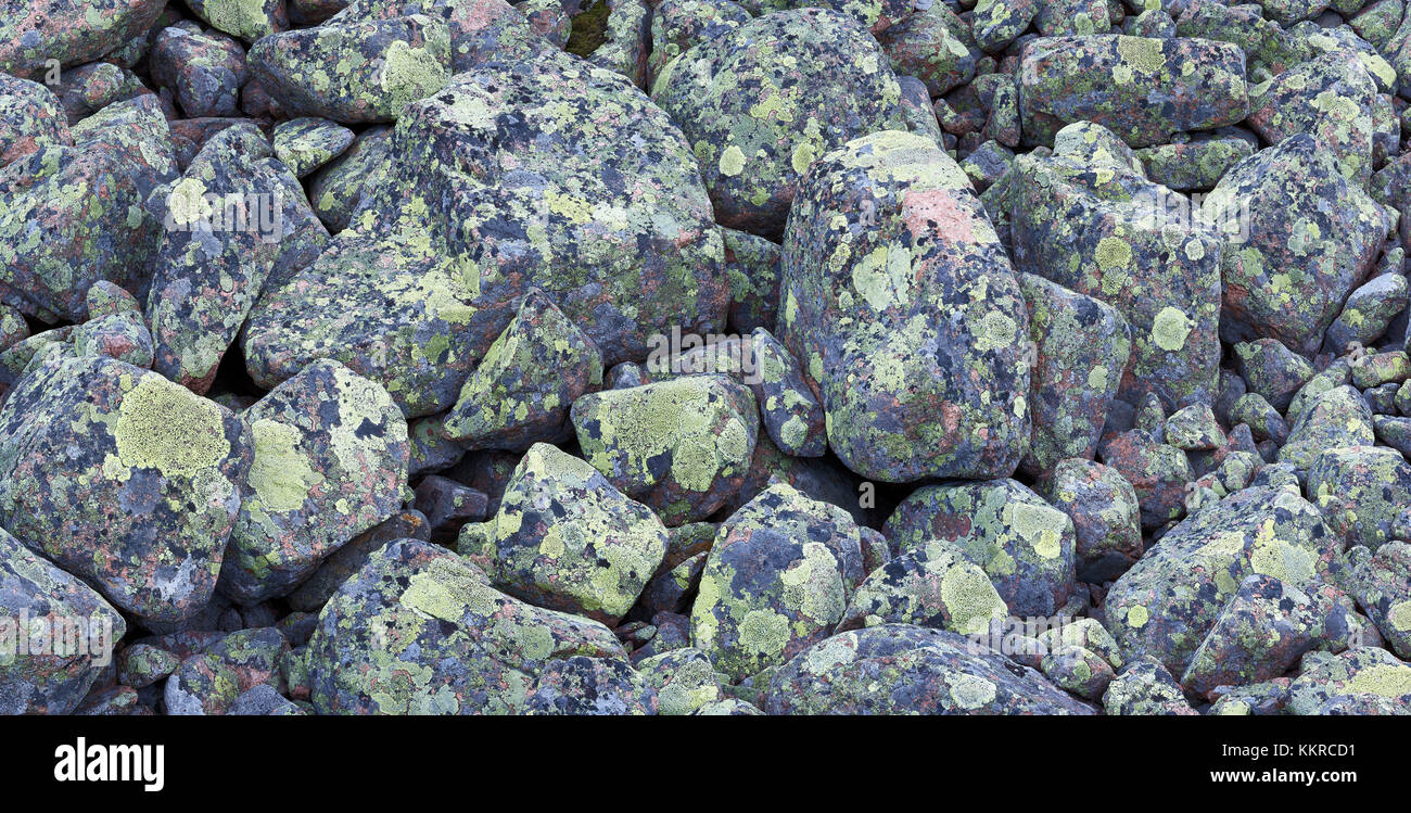 Lychen Stock Photos & Lychen Stock Images - Alamy