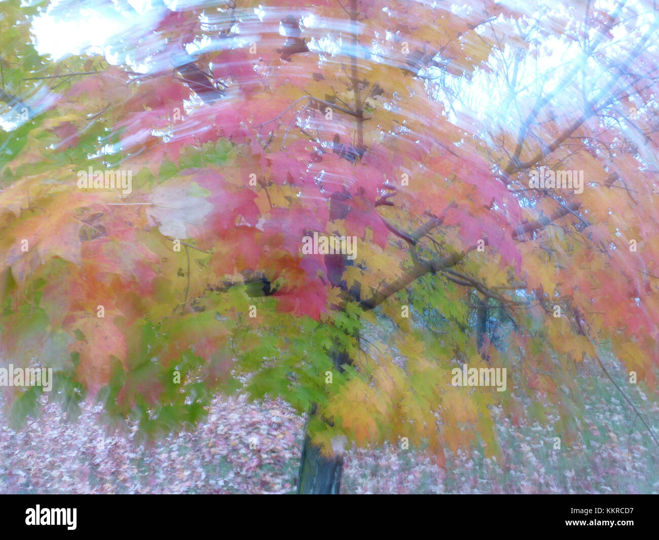 Blurred image of foliage achieved by rotating the camera during time ...
