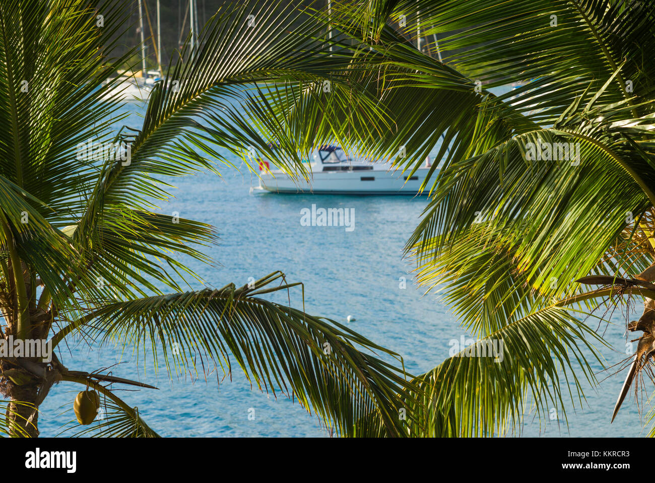 British Virgin Islands, Virgin Gorda, The Bitter End, palm trees Stock ...